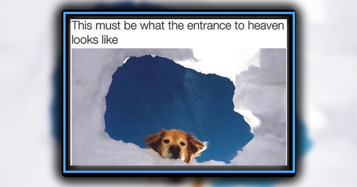 25 Tempting Canine Meme Treats That’ll Have You Running to the Animal ...