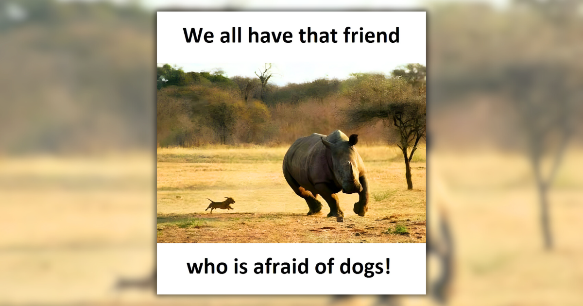 23 Doggo Memes for a Funny Distraction Before the Weekend - Animal Comedy - Animal Comedy, funny ...