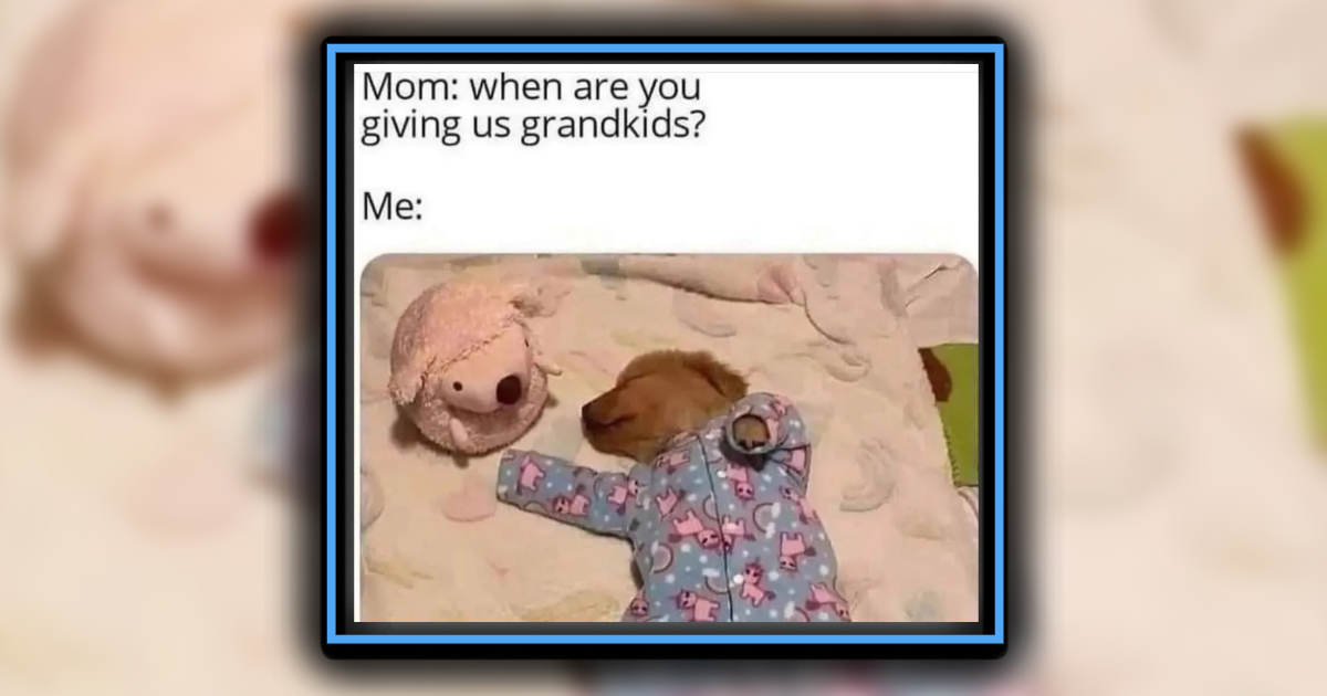 20 Cozy Canine Memes to Curl Up With Before Your Nap - Animal Comedy ...