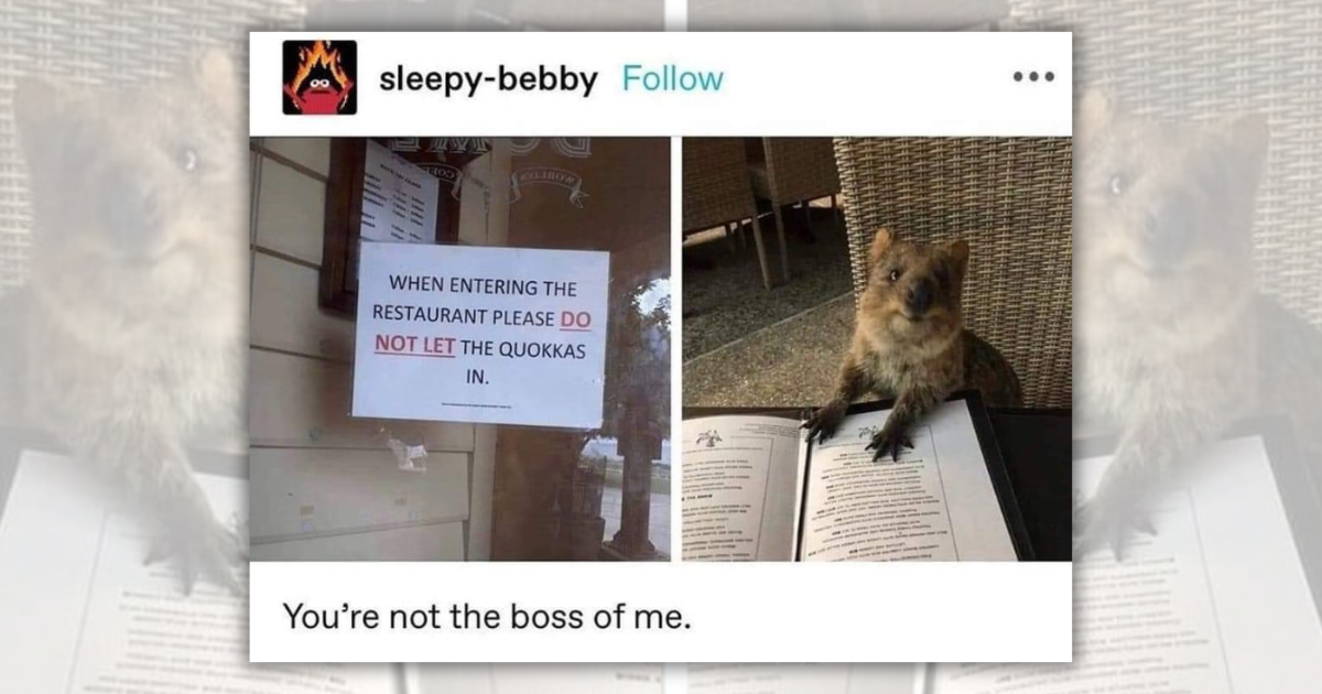 23 Cute Animal Memes to Boost Your Happiness Levels to Wholesome New ...