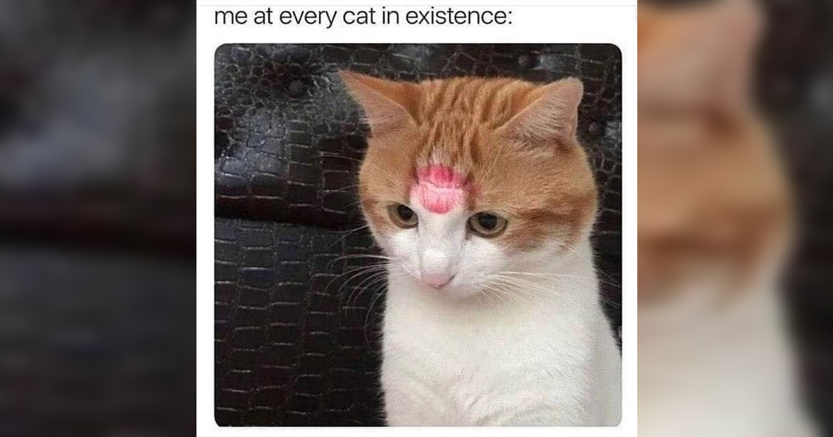 Memebase - cute cats - All Your Memes In Our Base - Funny Memes ...