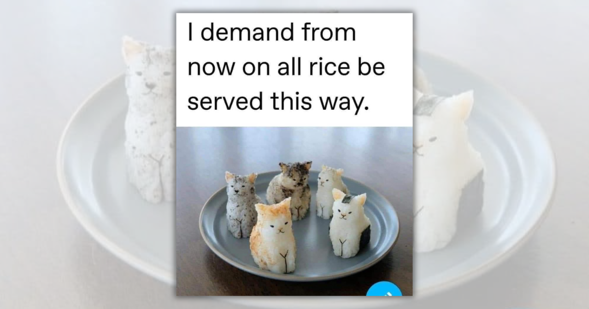 A Pawsitively Generous Serving of Funny Feline Memes to Take Your ...