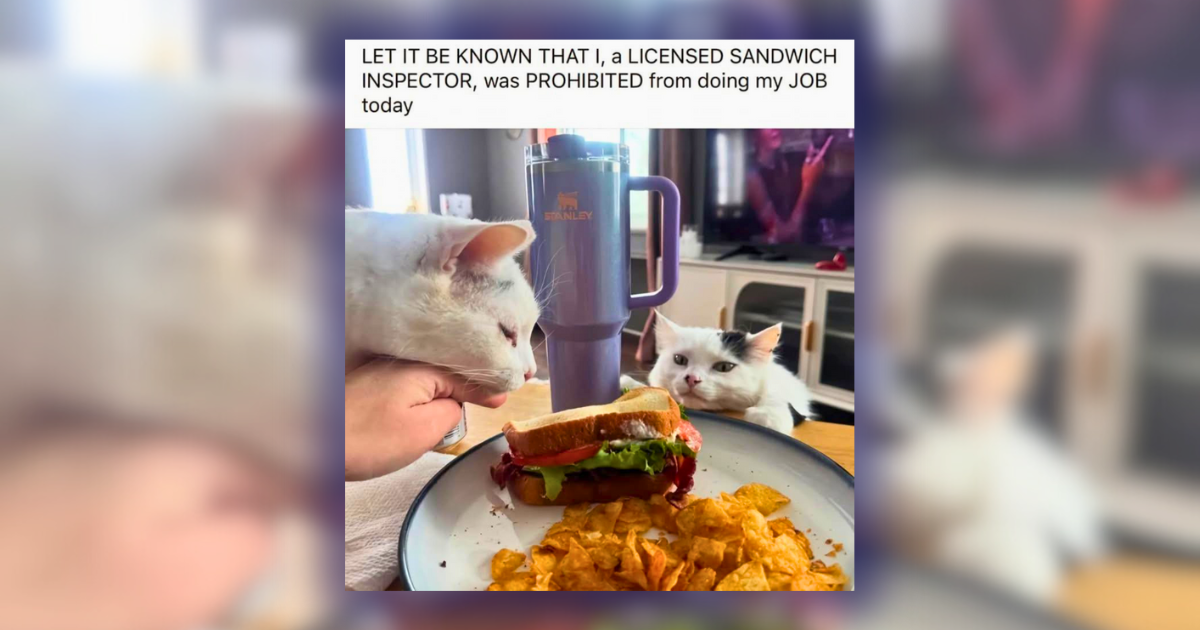 I Can Has Cheezburger? - Cats - Page 5 - Funny Animals Online - Cheezburger