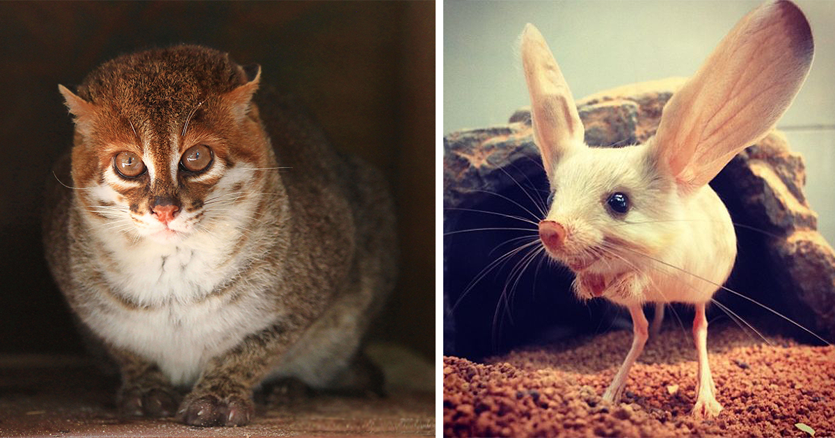 20 Unique and Rare Animals That Deserve a Closer Look - Animal Comedy ...