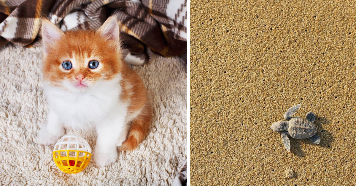 20 Itty Bitty Cute Baby Animals To Bring A Smile To Your Face (May 18 ...