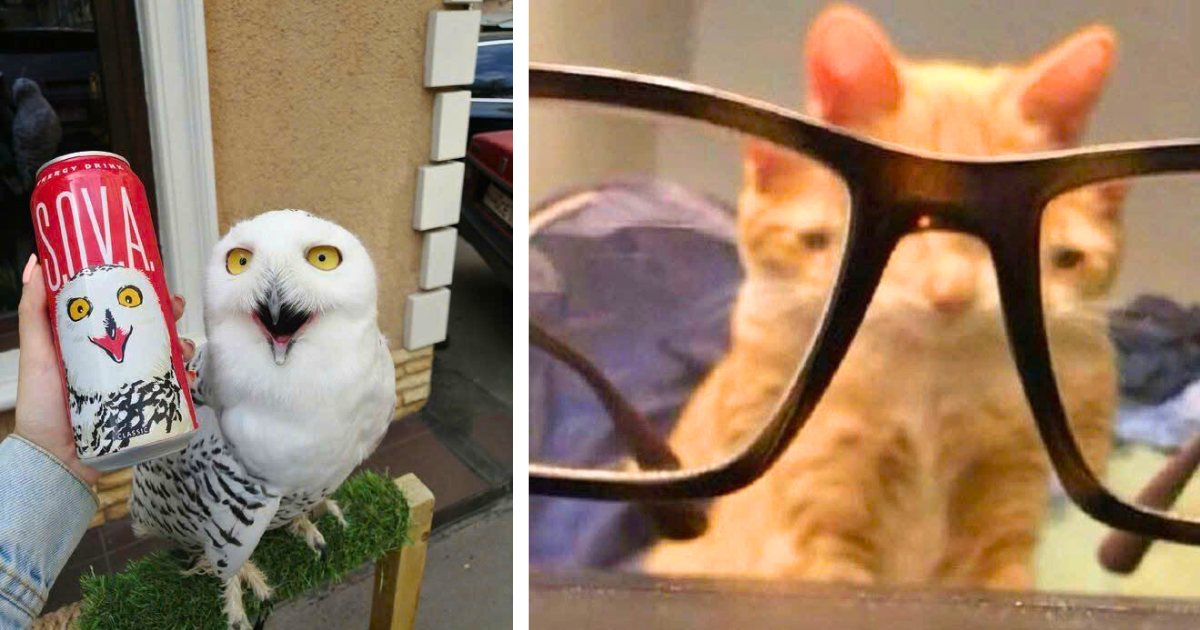 27 Cute and Silly Animals Fetching a Funny Smile to Your Face - Animal ...