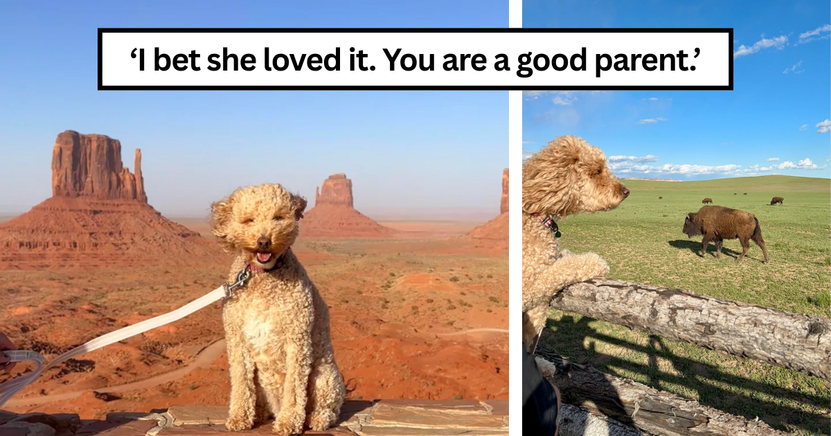 Pupper parents drive 3,000 miles to bring their precious doodle with ...
