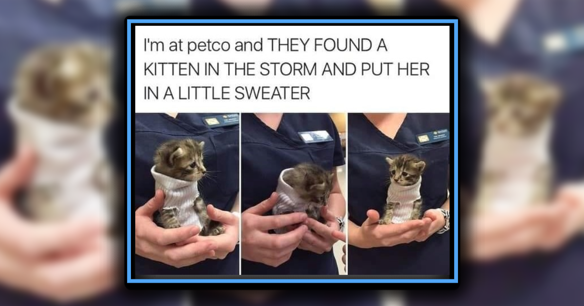 29 Calming Cat Memes for Your Dose of Tuesday Tranquility - I Can Has ...