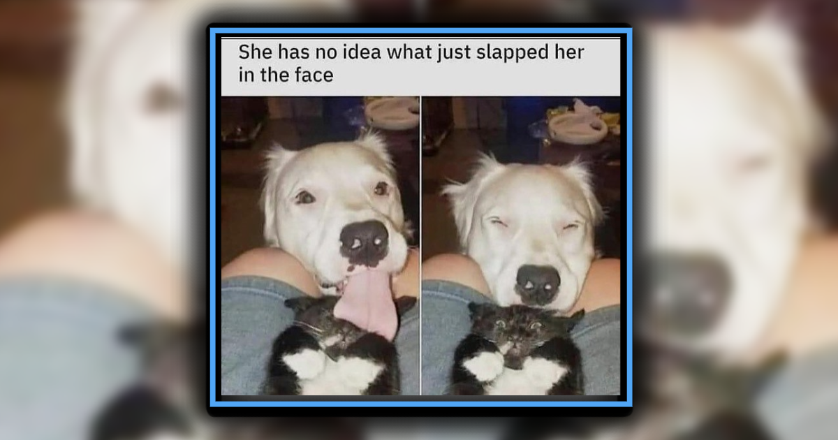 22 Heartwarming Memes Packed Full of Puppy Love - Animal Comedy ...