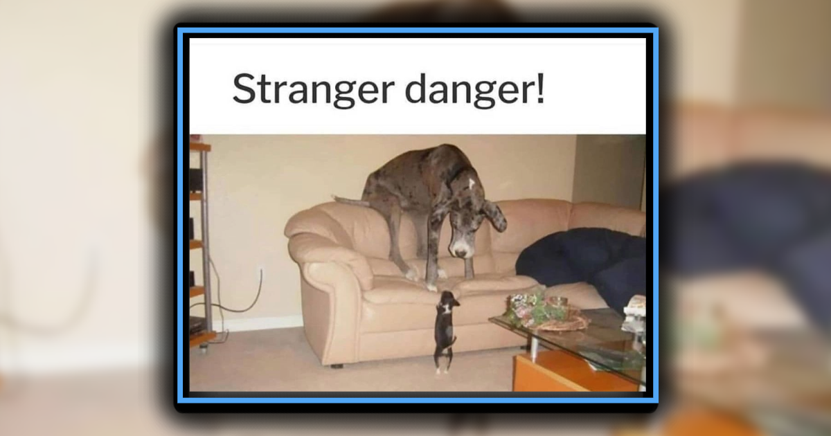 29 Absurd Animal Memes to Reset Your Brain - Animal Comedy - Animal ...