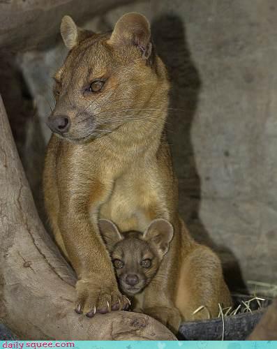 Daily Squee - Page 5 - Cute Animals in the Cutest Pictures Ever and ...