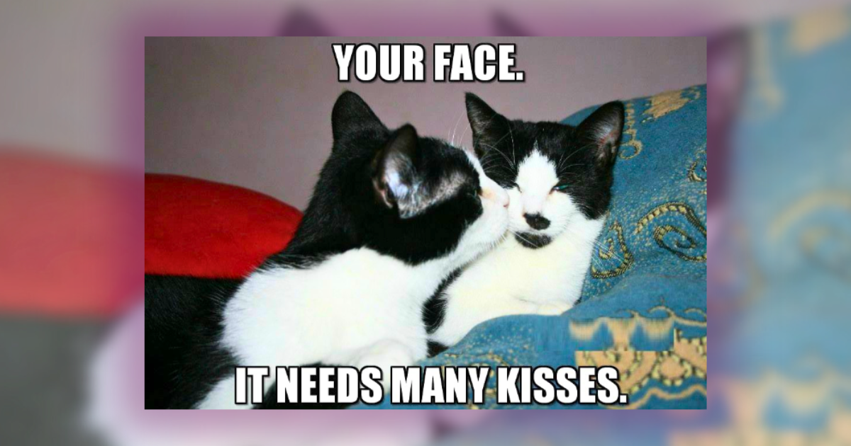 21 Love-Struck Feline Funnies for Couples Cuddling Their Cat - I Can ...