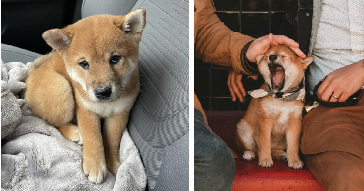 Much Wow, Very Doge: 24 of our Favorite Shiba Puppy Pics to Stimulate a Cuteness Overload ...