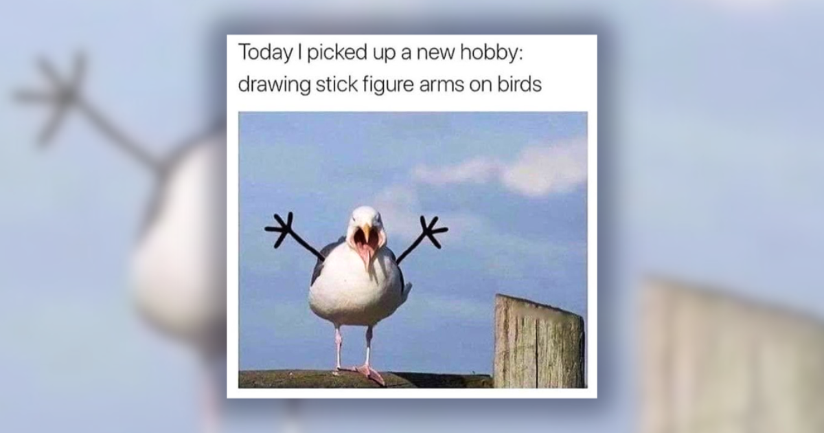 24 Bonkers Bird Memes For Whimsical People Who Let Their Minds Fly Away ...
