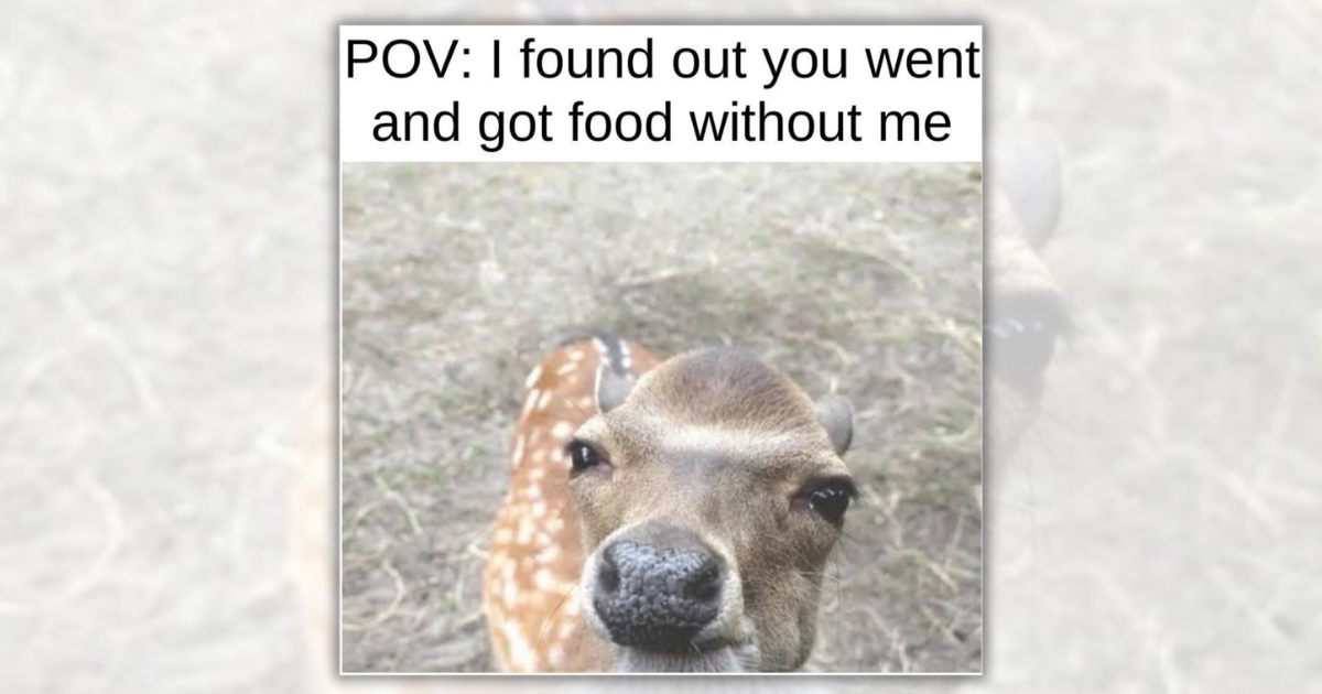 Fursday Funnies Featuring 26 of the Funniest Animal Memes From the WiFi ...