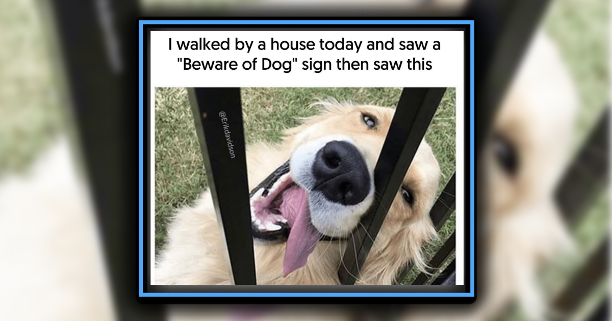24 Gleeful Golden Retriever Memes to Get Your Weekend Off to a Pawsome ...