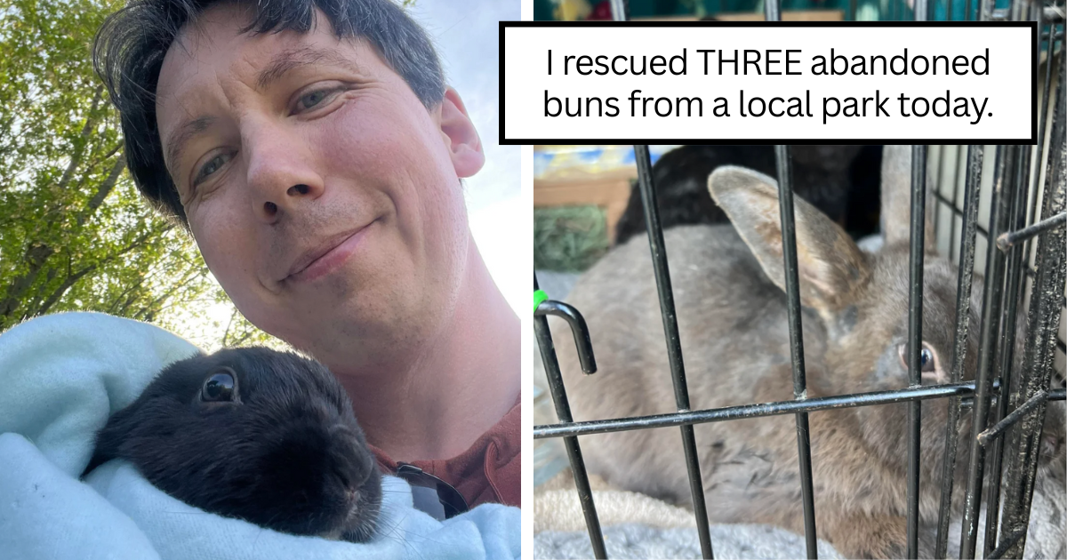 Southwest Wisconsin Samaritan hops to the rescue, saving 3 "pet ...