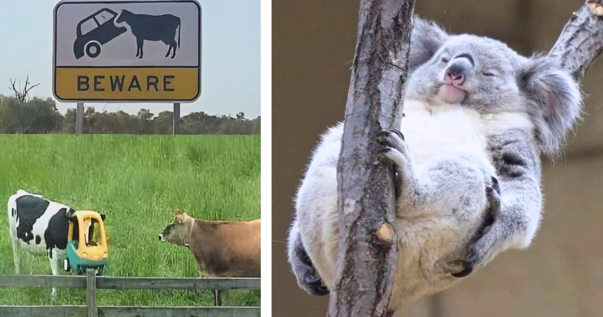 28 Wholesomely Funny Animals That Feel Like a Fluffy Hug for the ...