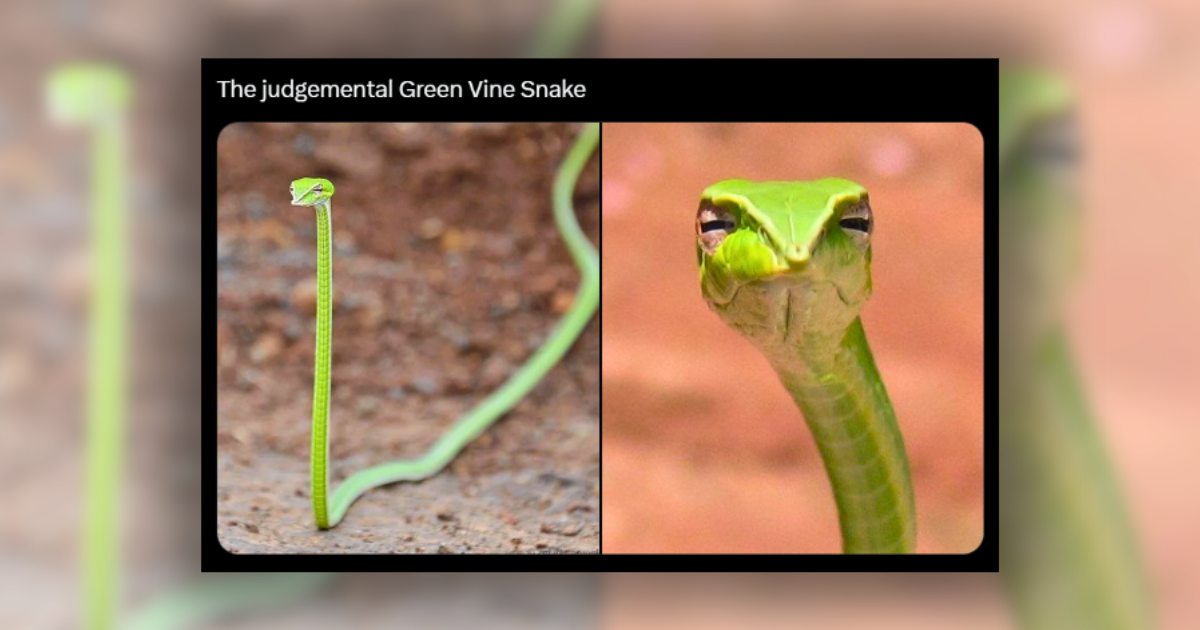 28 Funny Animal Posts for Taking a Paws This Weekend to Laugh Out Loud ...