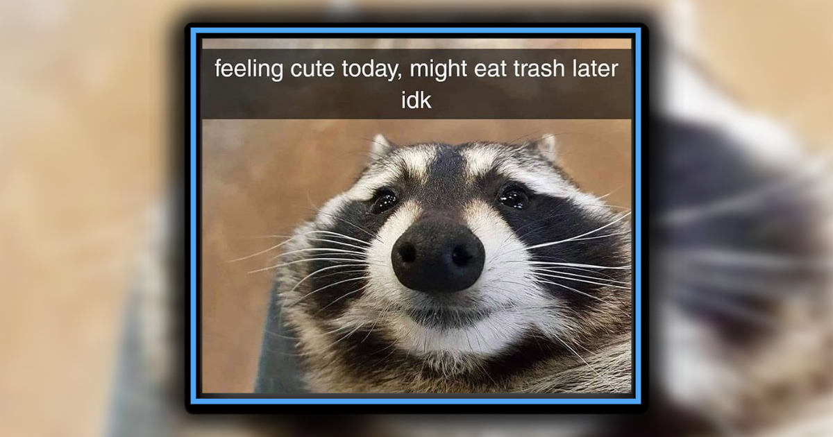 A Cute Collection of 22 Aww-P-Beat Animal Memes to Amuse and Appreciate ...