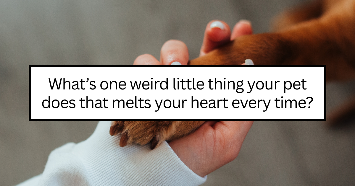 20 pets with wholesome habits to warm your weary soul: ‘My dog comes ...
