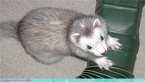 Daily Squee - Cute Animals - Cute Baby Animals - Cute Animal Pictures ...