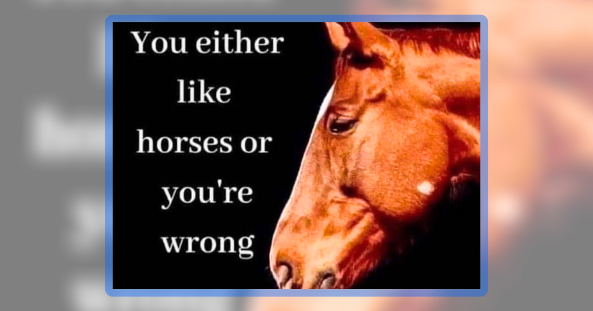 22 Horse Memes for That Little Horse Girl You Always Wanted to Be - Animal Comedy - Animal ...