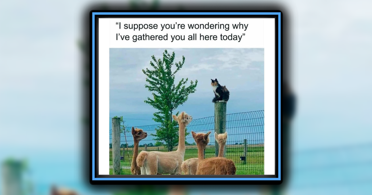 A Medley of 26 Motivational Animal Memes to Make Mondays Manageable ...