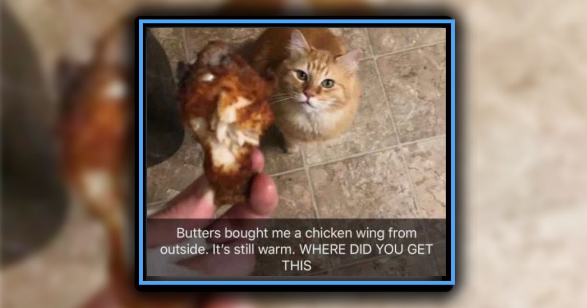 24 Feisty Feline Funnies That Give ‘Feed Me Now’ Vibes - I Can Has ...