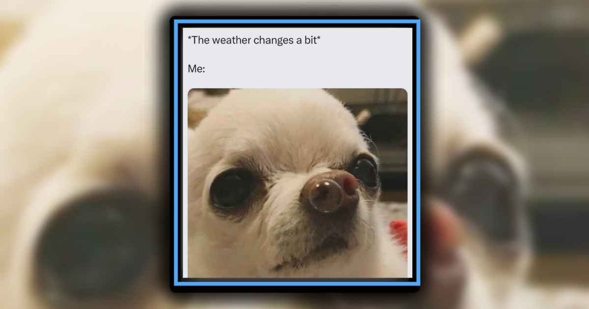 25 Sweet Animal Sillies to Brighten Your Afternoon With Adorable Derps ...