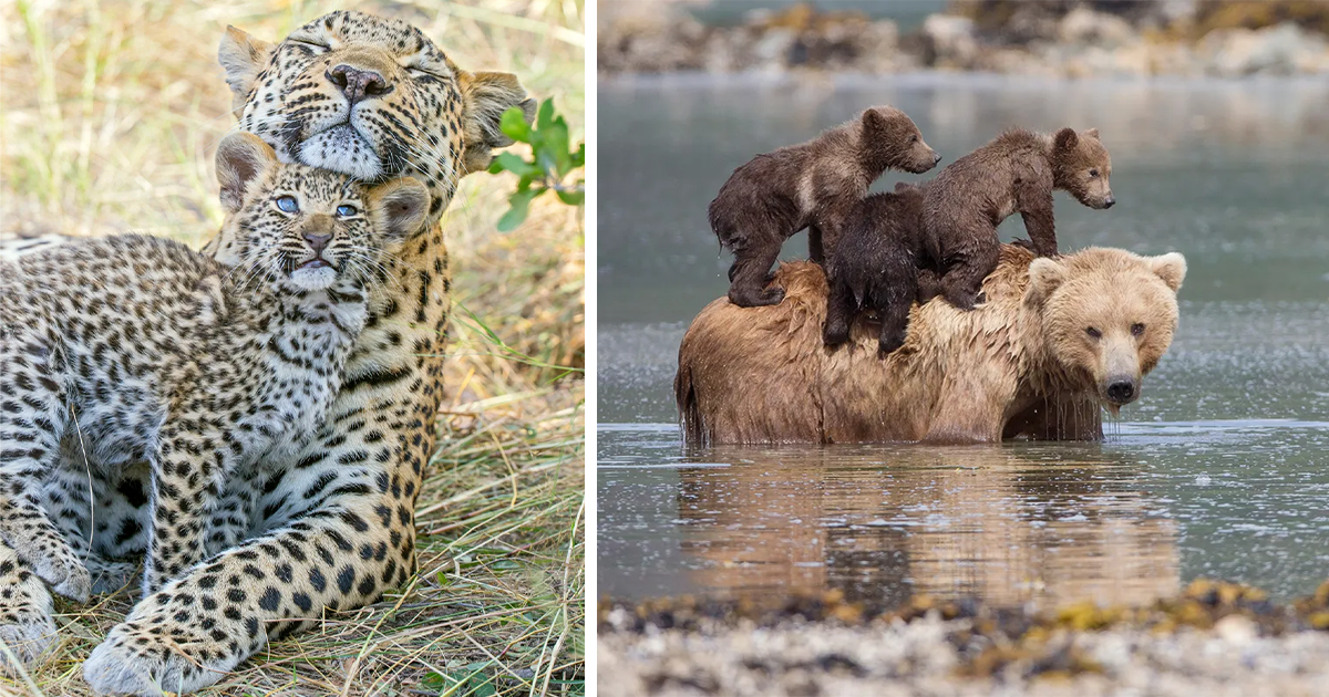 20 Itty Bitty Cute Baby Animals To Bring A Smile To Your Face (May 25 ...