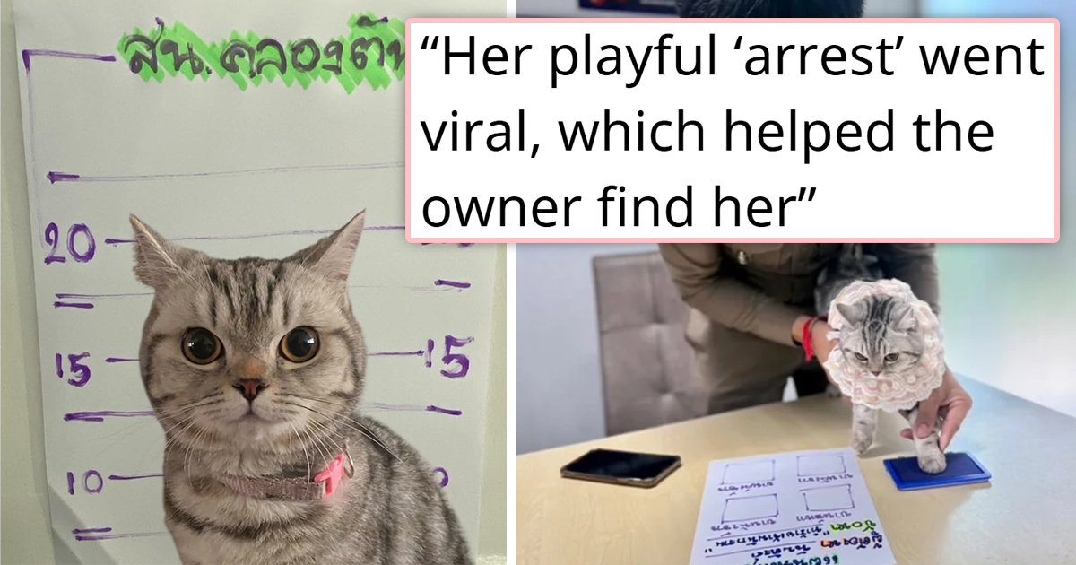 Lost cat gets "arrested" by kind police officer for swiping at him ...