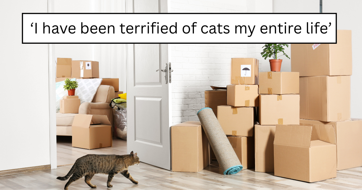 'Is this cat more important than me?': Boyfriend ignores girlfriend's ...