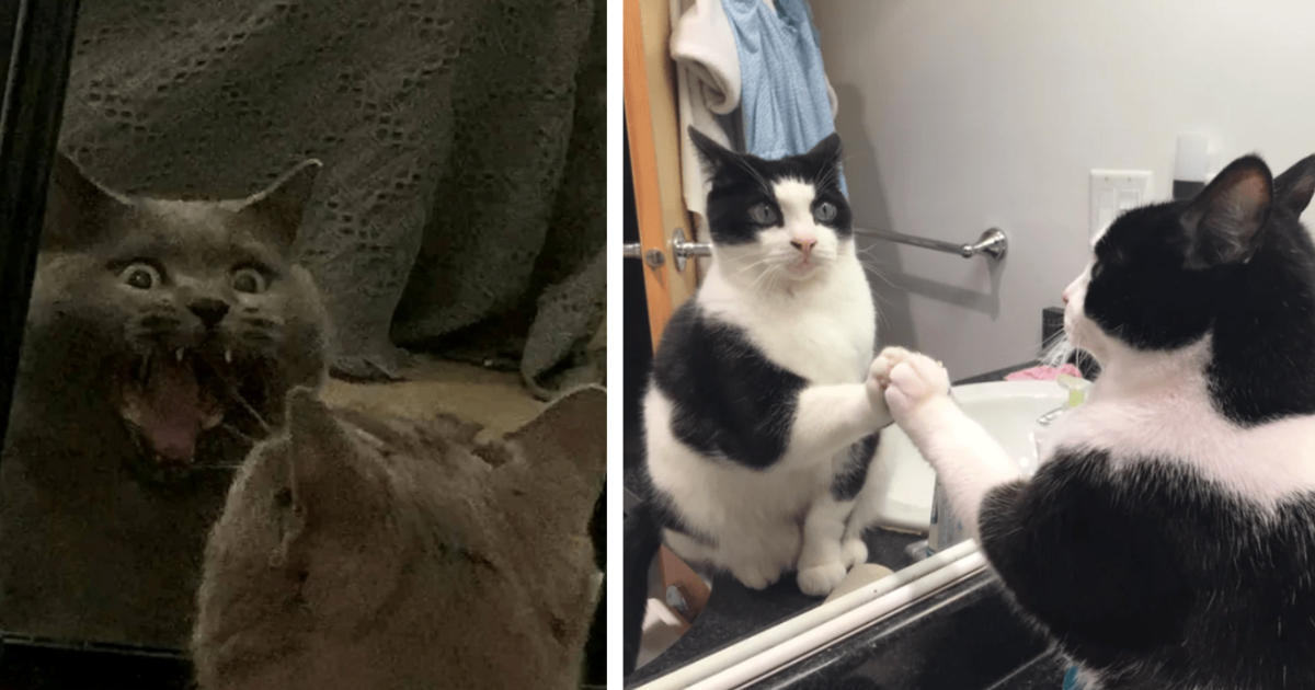 24 Hissterical Pictures of Cats Discovering Narcissism and Pure ...