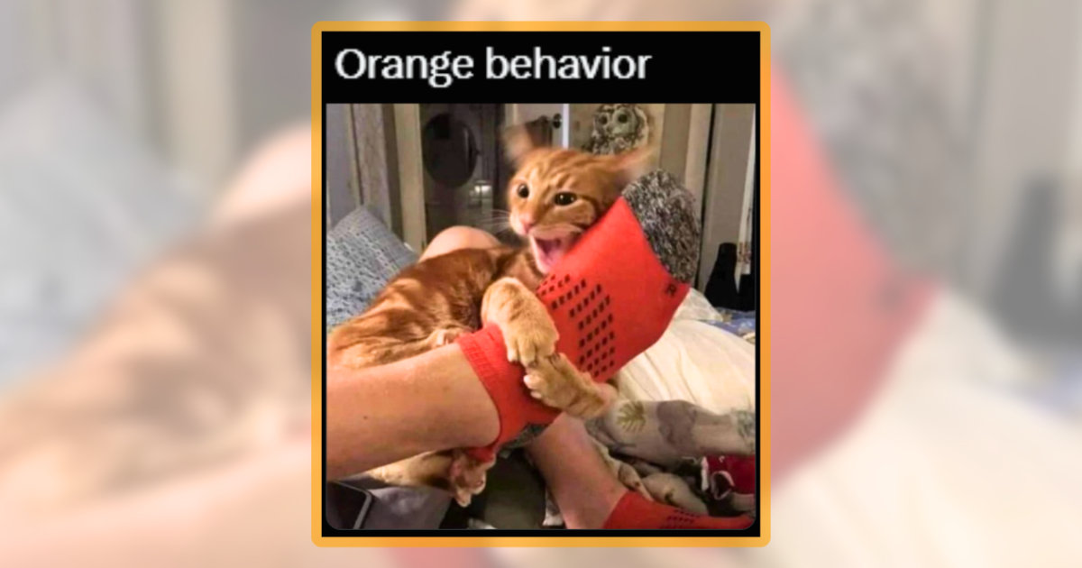 30 Blissfully Brainless Orange Cat Memes for When You Need to Turn Your ...
