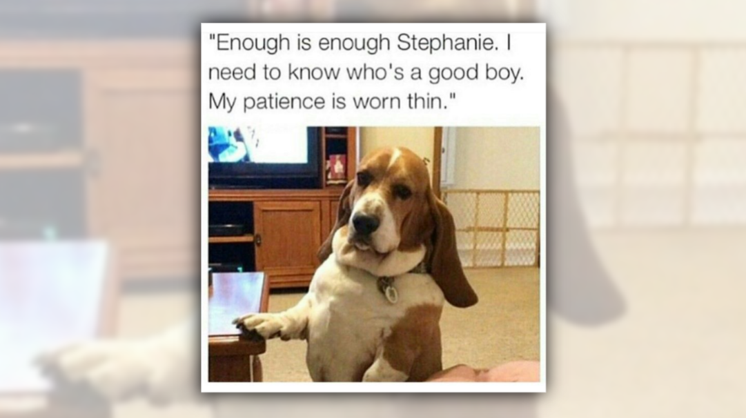 24 Good Memes of Good Boys and Girls to Get You Into the Doggo Spirit ...