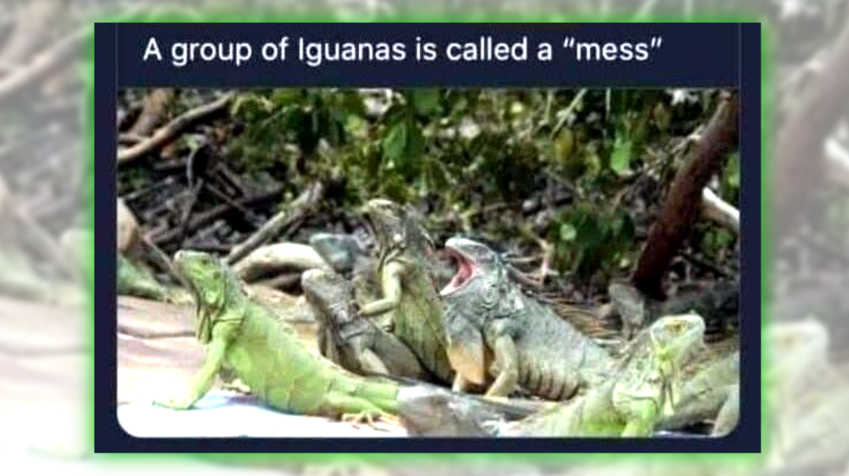 World Wild Web: 25 Wildlife Memes for When You're a Wild Mess and Need ...