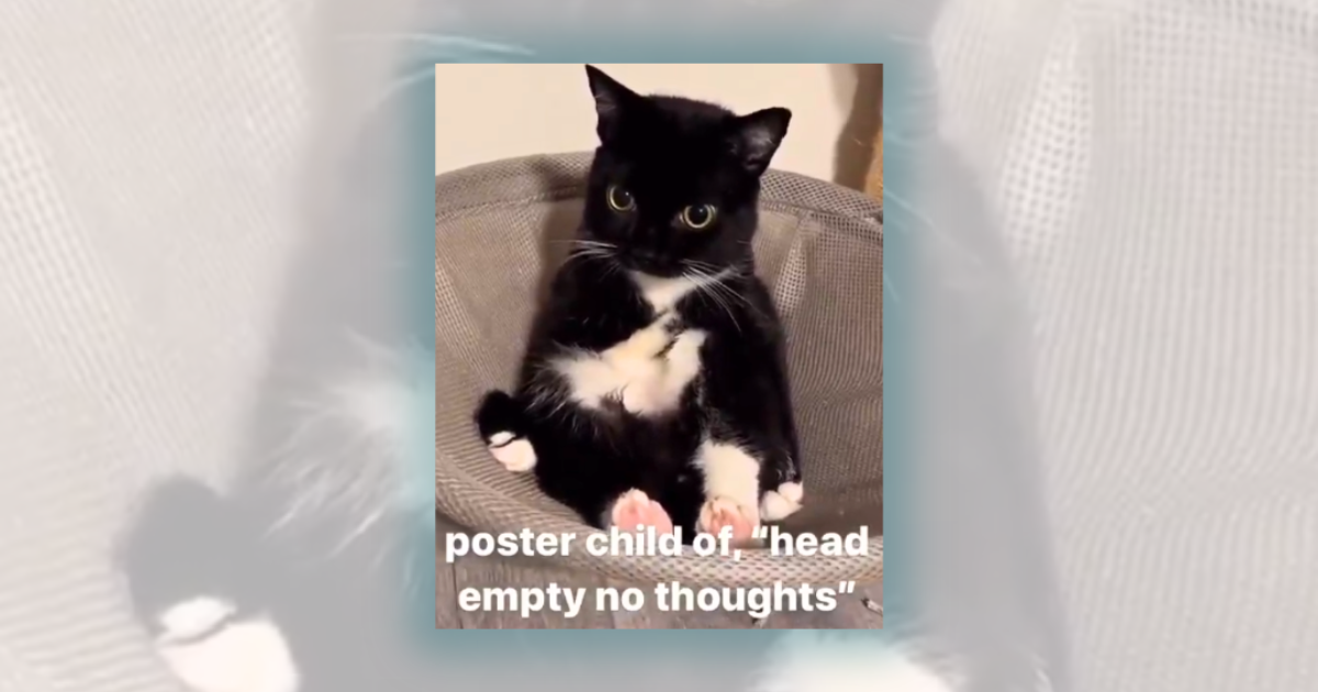 26 Feline Funnies Featuring Cute Cats, Which are the Cutest Creatures ...