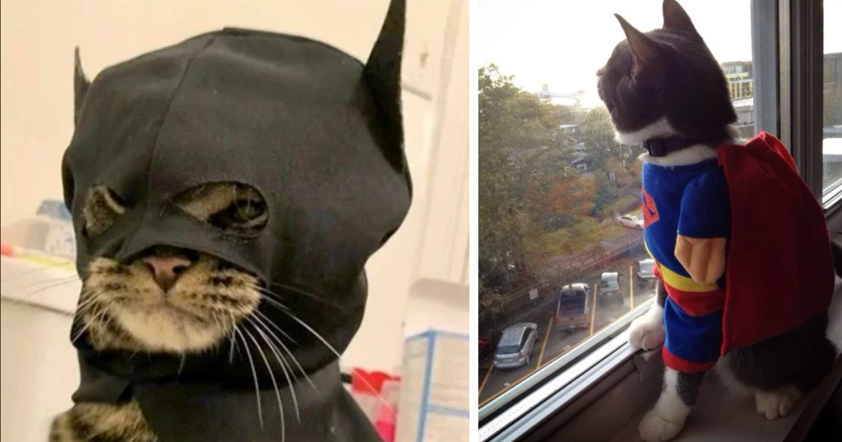 21 Purrfect Pictures of Superhero Cats on a Mission to Save the World ...