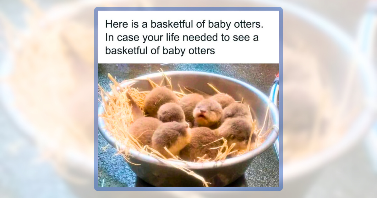 26 Amiable Animal Memes to Send Your Friends a Wholesome Batch of Bliss ...