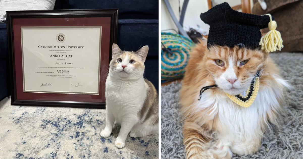 23 Pictures of Purrfessionally Educated Cats Who Graduated With Honors ...