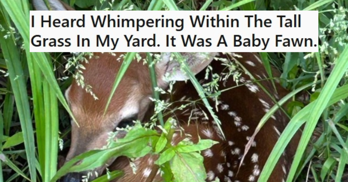 Worried woman finds wild fawn tucked in her yard, clever commenters ...