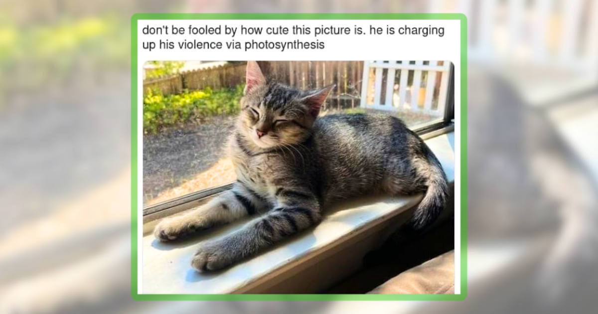 25 Feline Funnies Featuring the Menace to Society Known as Cats - I Can ...