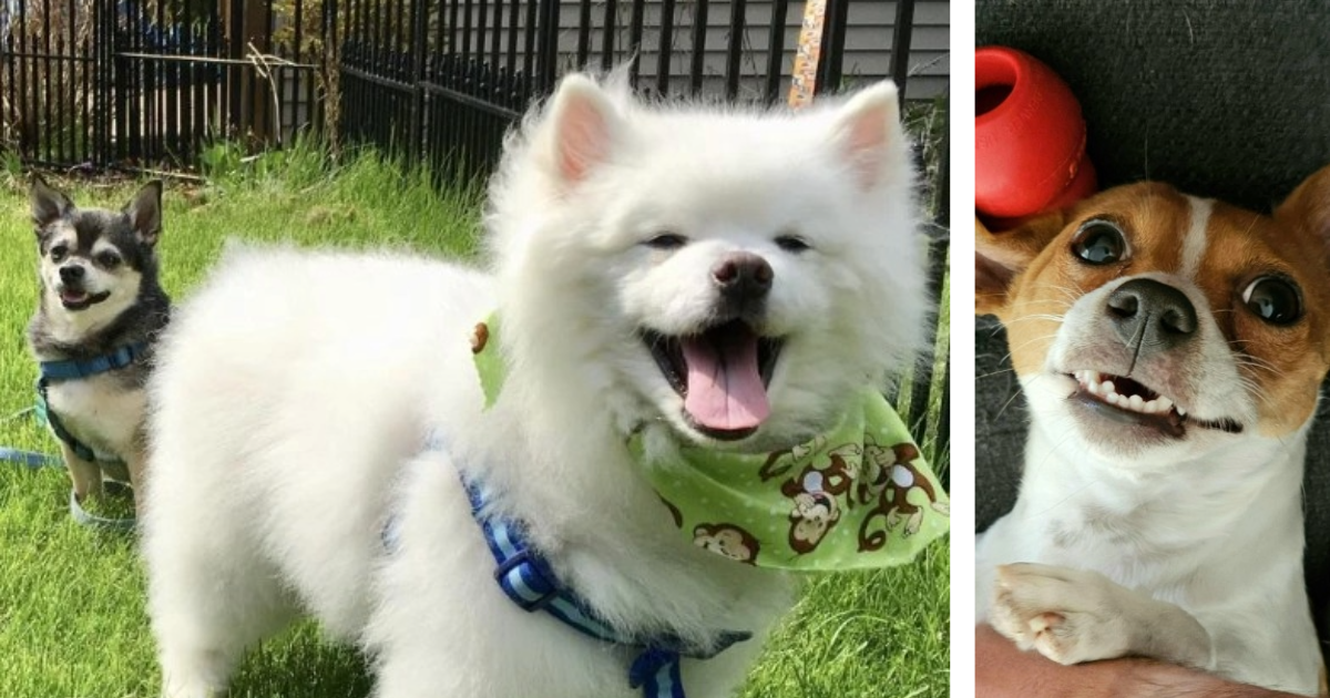 30 Smiling Pics of Doggo Darlings for Your Saturday Smile Session ...