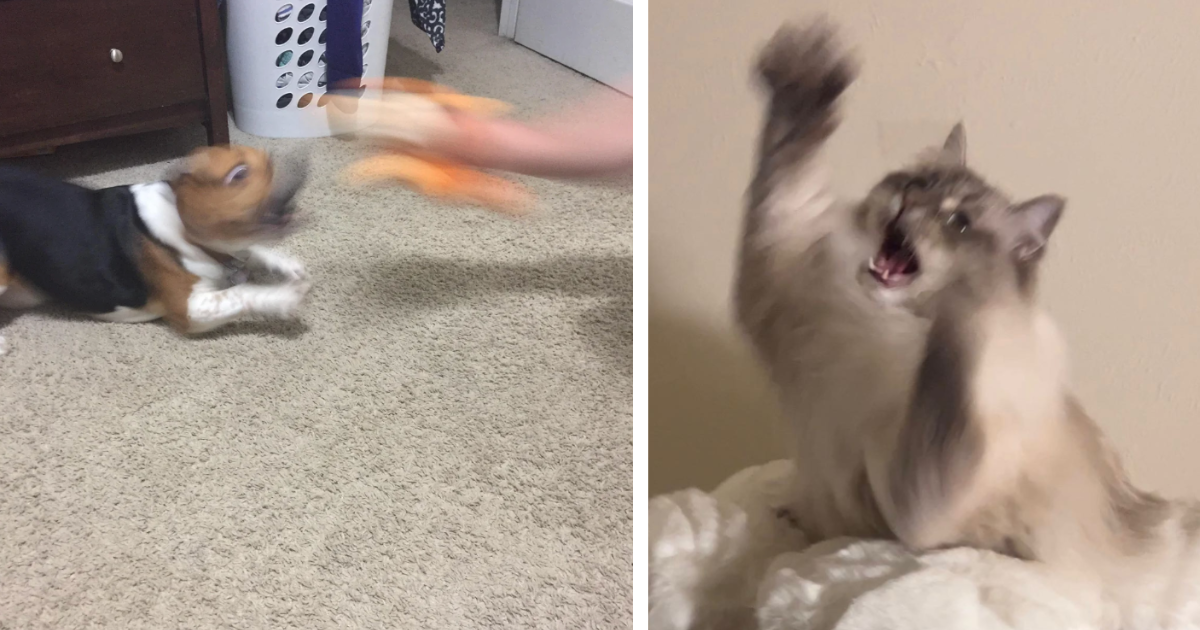22 Hilarious Pictures Of Animals Zooming Like They Heard the Treat Bag ...