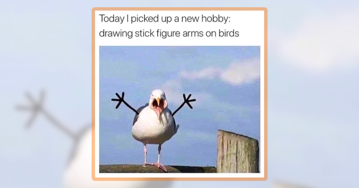 22 Bonkers Bird Memes to Ruffle Your Feathers in All the Right Ways ...