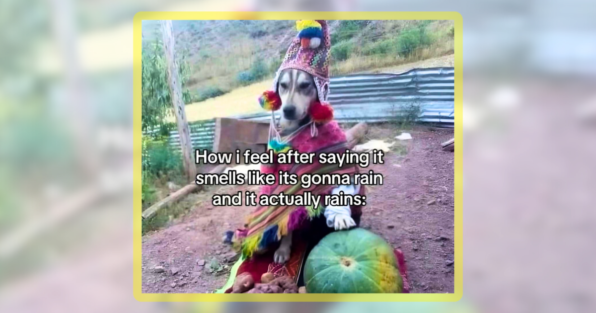 25 Fresh Doggo Memes to Refresh Your Silly Soul With Woofing Energy ...