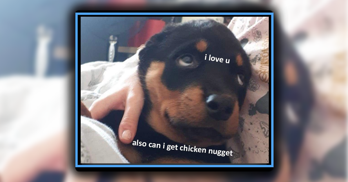 28 Cute Canine Memes to Hug While Your Kids Are at Coding Class ...