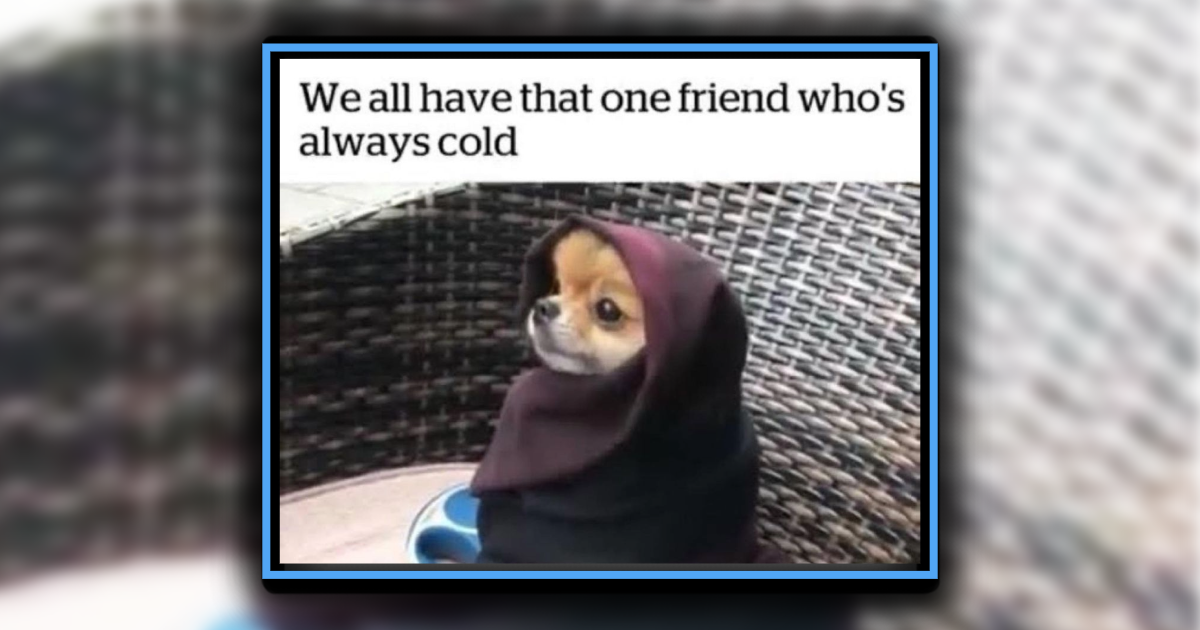 35 Impawssibly Cute Critter Memes to Counter the Monday Blues - Animal ...