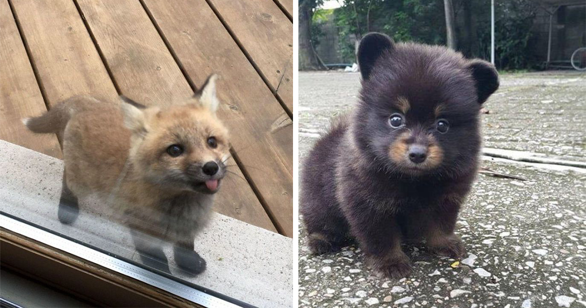 20 Itty Bitty Cute Baby Animals To Bring A Smile To Your Face (June 1 ...